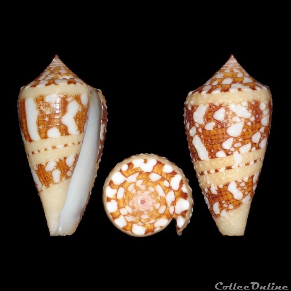 Cylinder ammiralis f. archithalassus (Lightfoot, 1786) - Coquillages ... Cylinder ammiralis f. archithalassus (Lightfoot, 1786) - Coquillages ...